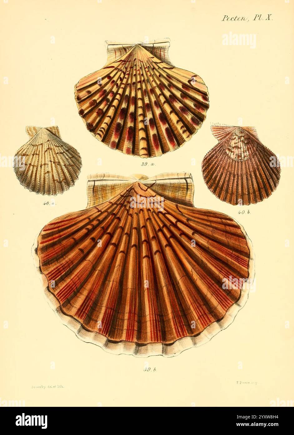 Conchologia Iconica, or Illustrations of the Shells of Molluscous ...