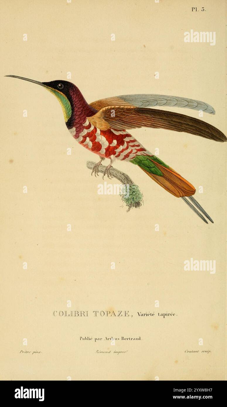 Colibri topaz hi-res stock photography and images - Alamy