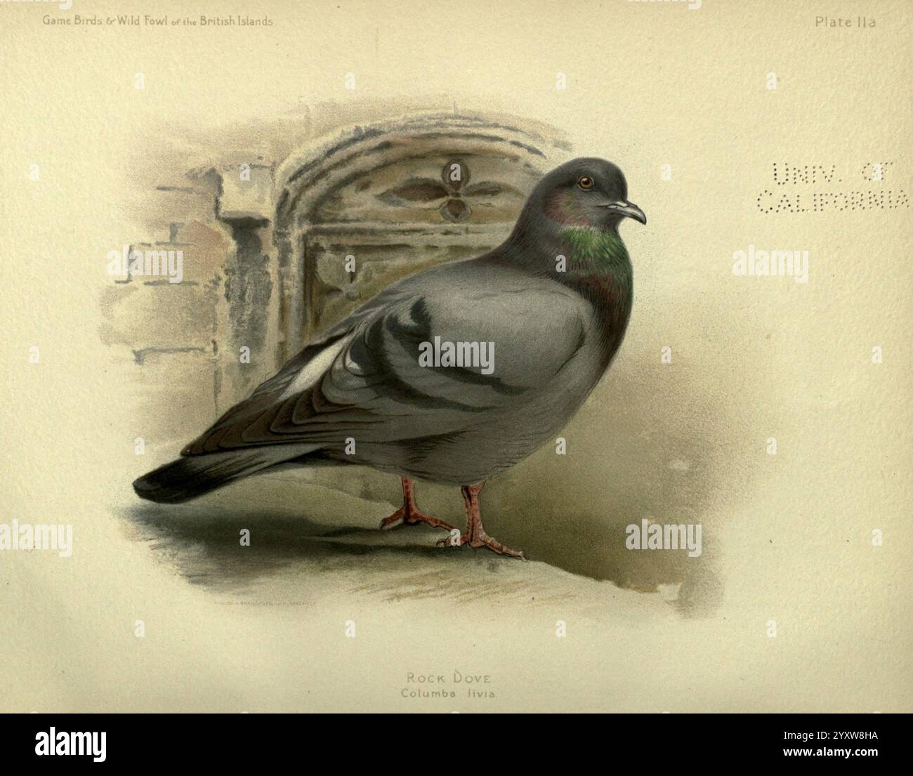 The, game, birds, and, wild, fowl, of, the, British, Islands, Sheffield ...