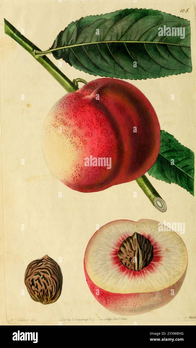 Prominent cross section revealing hi-res stock photography and images ...