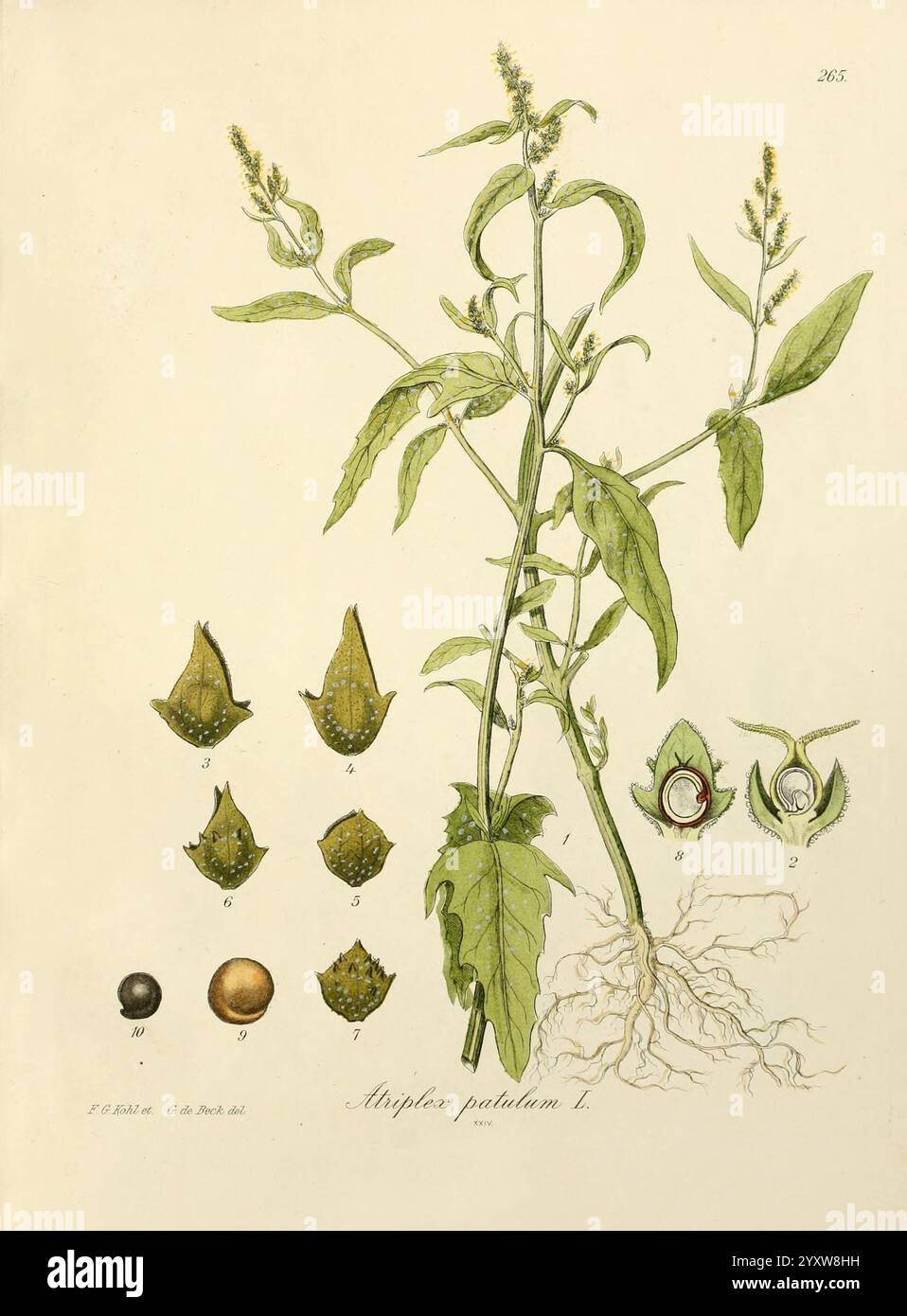 Plant species atriplex patula hi-res stock photography and images - Alamy