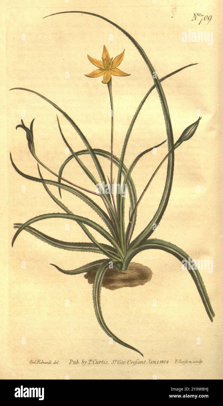 Family hypoxidaceae south africa sydenham teast edwards hi-res stock ...