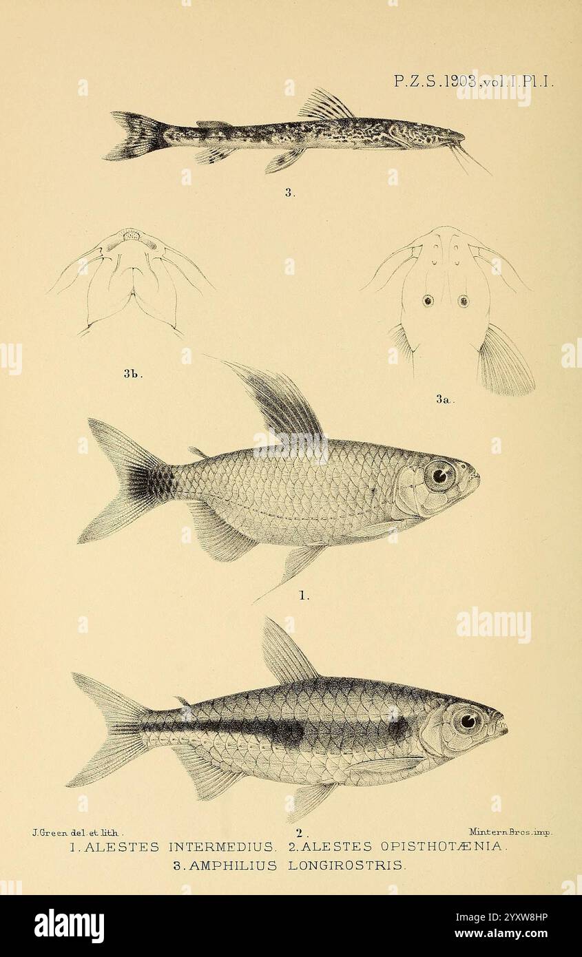 Proceedings of the Zoological Society of London, London, Academic Press ...