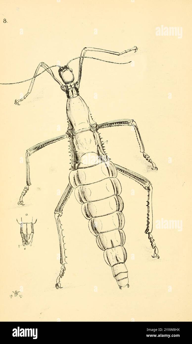 Arcana entomologica, or Illustrations of new, rare, and interesting ...