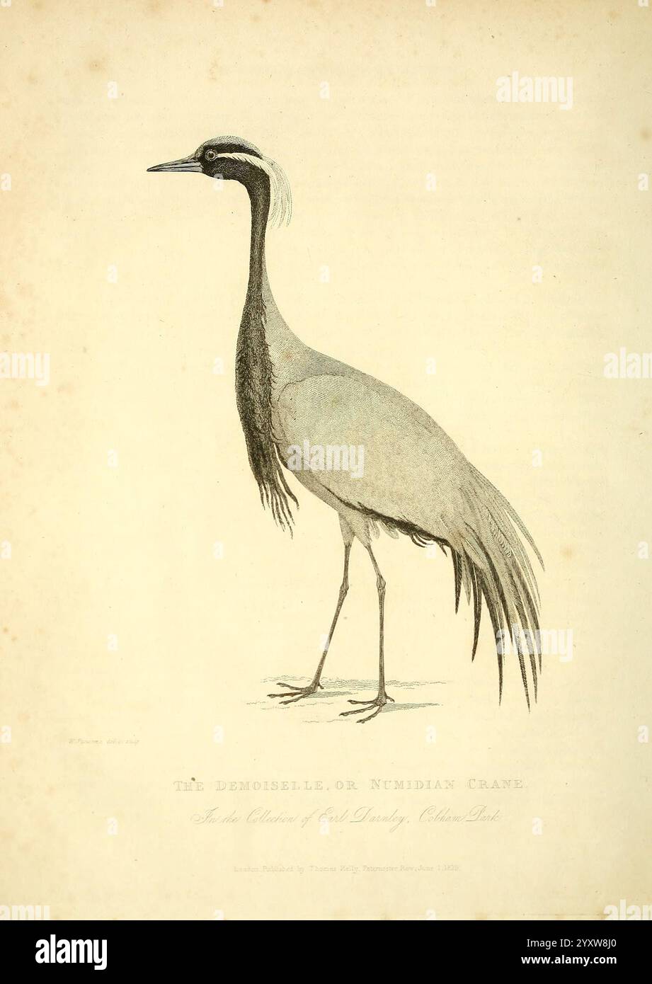 Poised posture conveys hi-res stock photography and images - Alamy