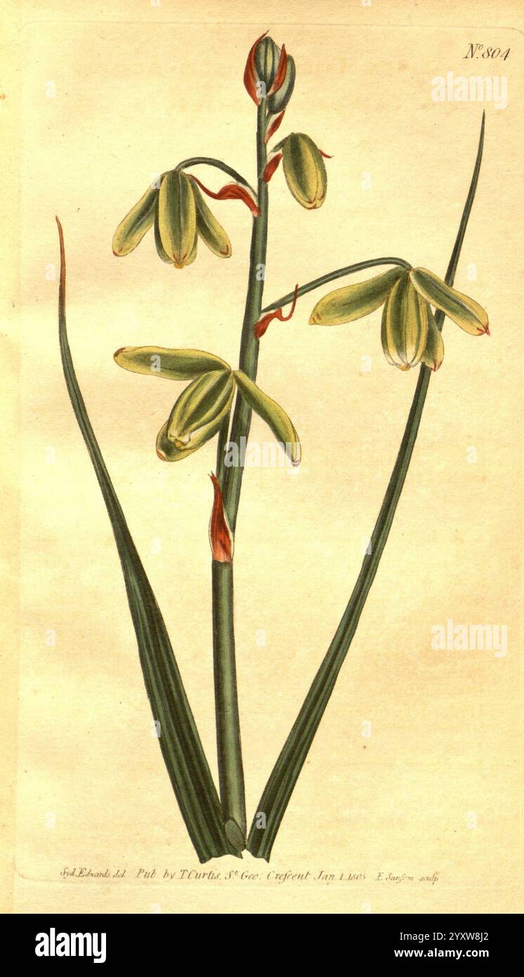 Botany periodicals pictorial works curtis albuca major taxonomy hi-res ...