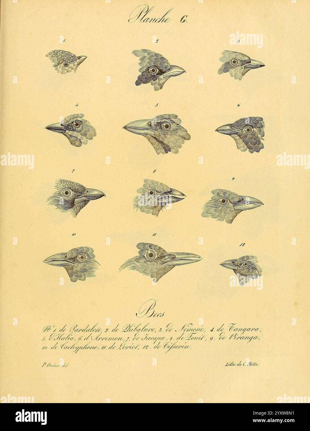 La galerie des oiseaux, Paris, Carpentier-Méricourt, 1834, birds ...