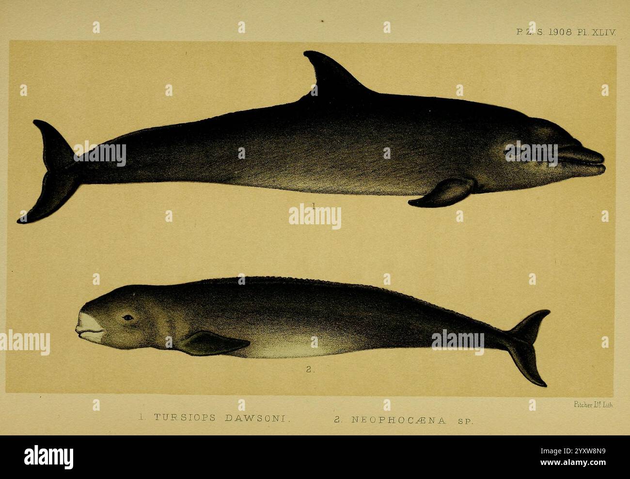 Two different cetaceans hi-res stock photography and images - Alamy