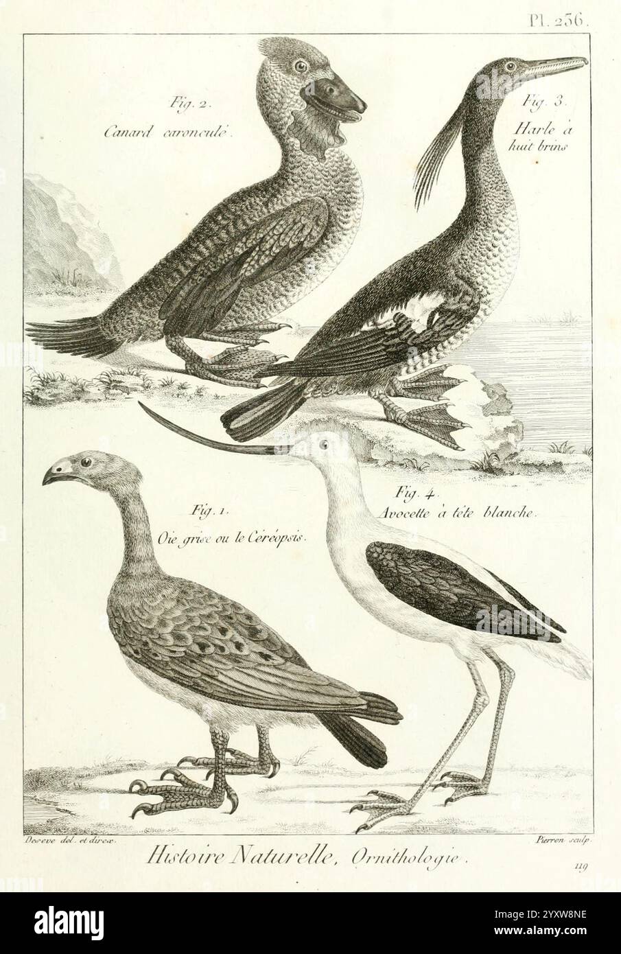 Plump bird identified hi-res stock photography and images - Alamy