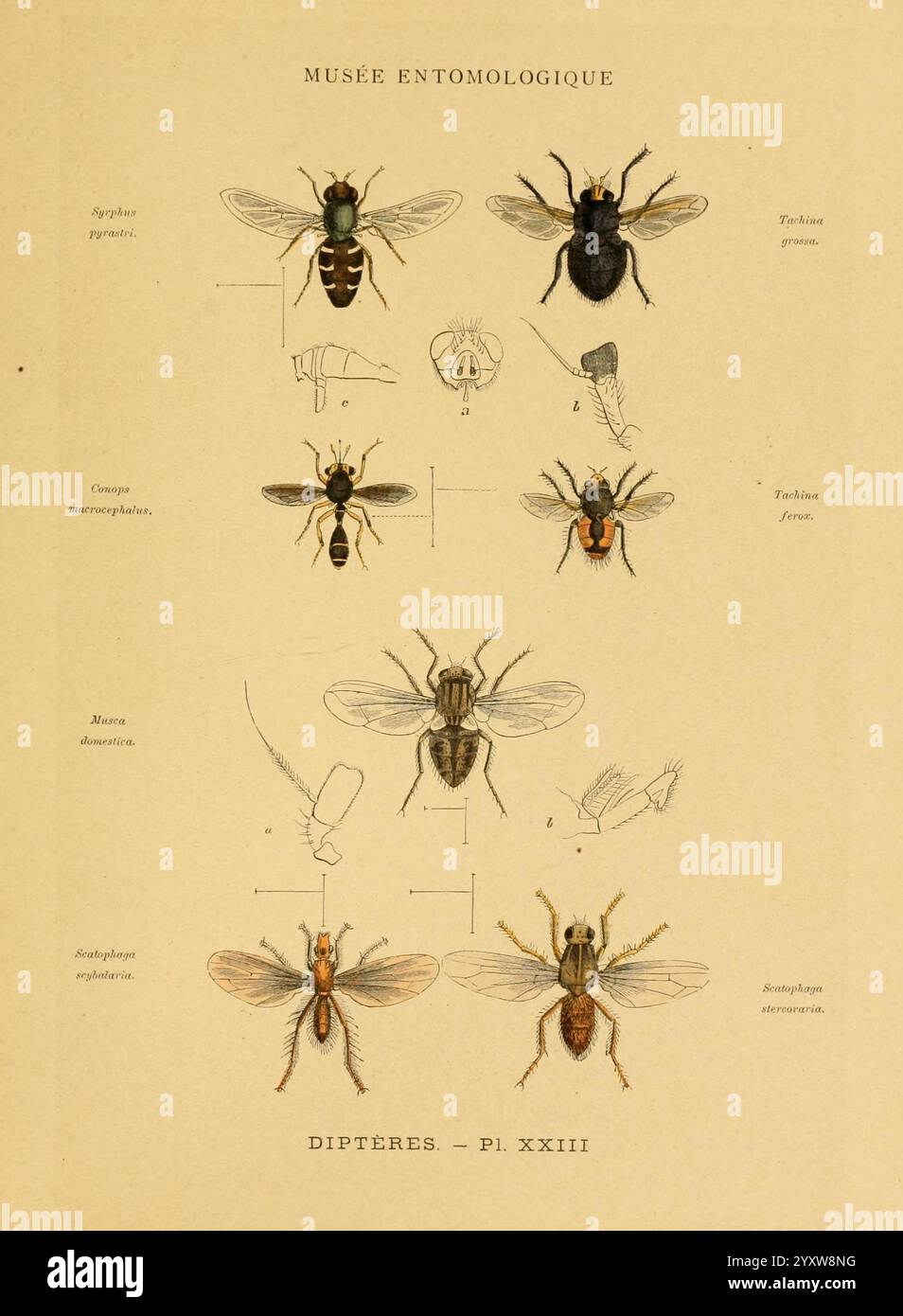 Dipteran family hi-res stock photography and images - Alamy