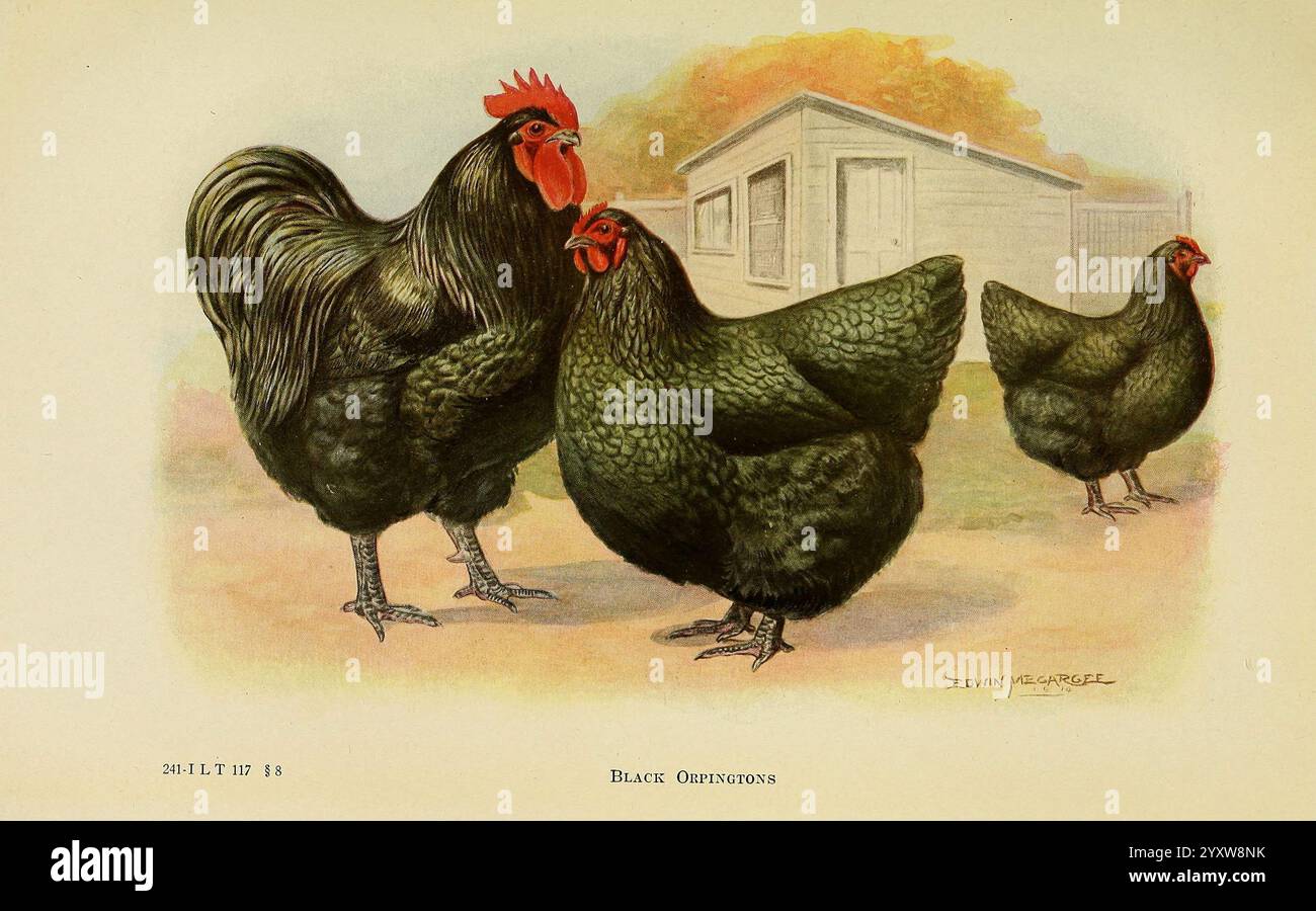 The book of poultry, New York, The Macmillan Company, 1921, poultry ...