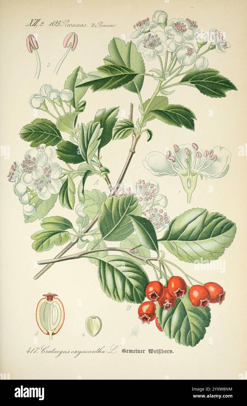 Prof. Dr. Thomé's Flora von Deutschland, Österreich und der Schweiz, in ...