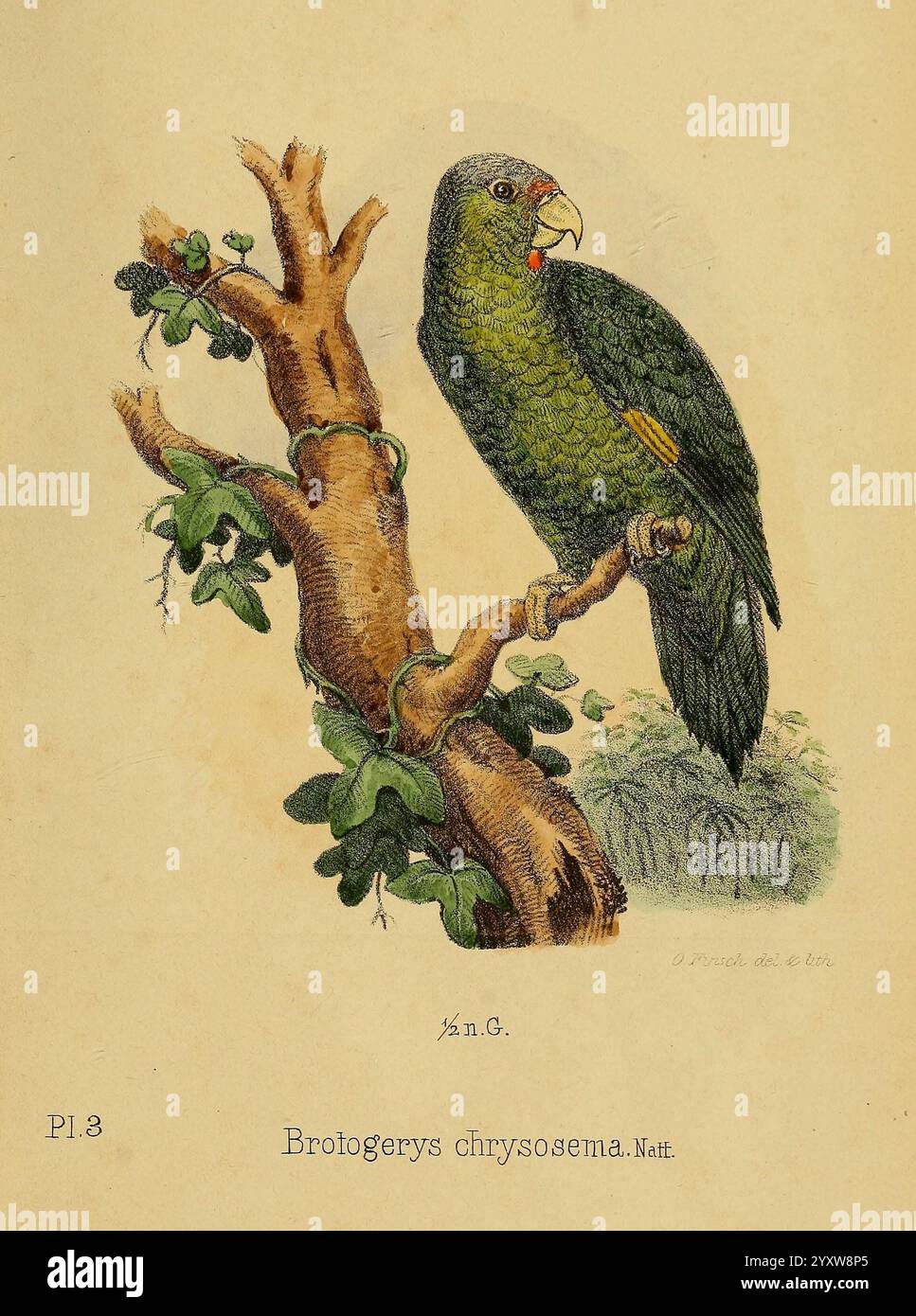 Die papageien leiden brill 1867 1868 parrots nomenclature otto f hi-res ...