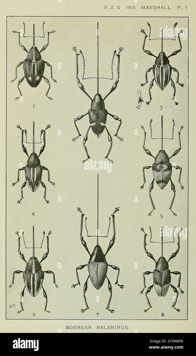 Proceedings of the Zoological Society of London London, Academic Press ...