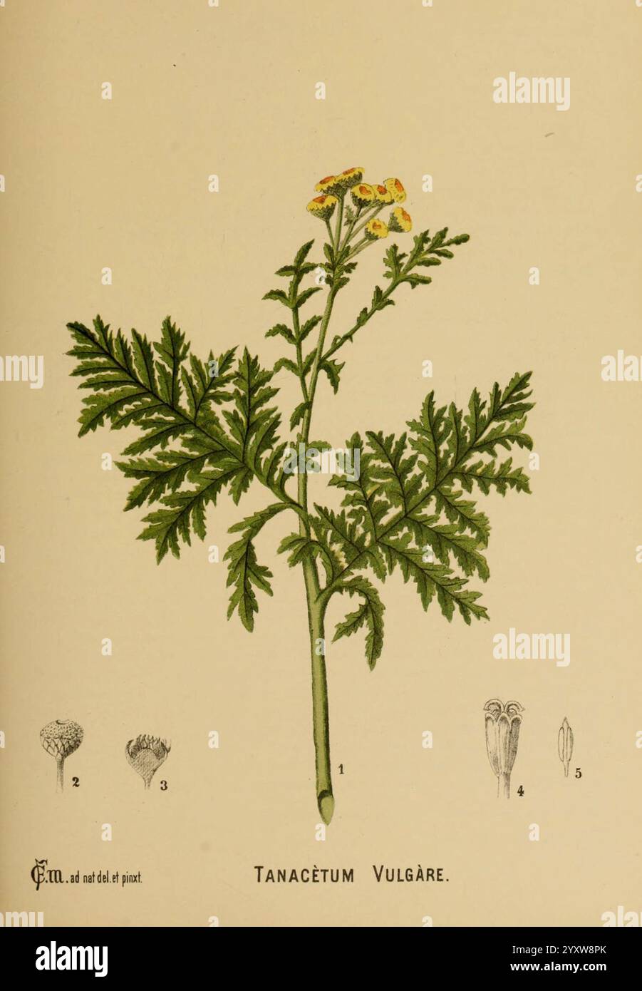 American, medicinal, plants, New York, Boericke & Tafel, c1887, botany ...