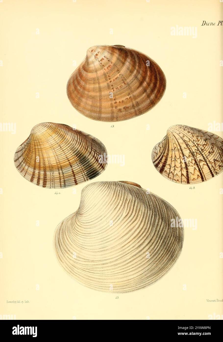 Shell features gentle hi-res stock photography and images - Alamy