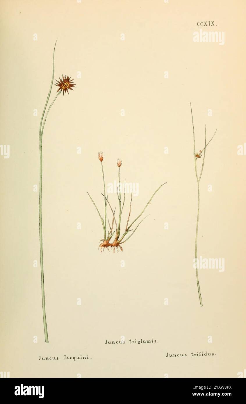 Flowers of the Engadine. Winchester, Printed for the Author by Warren ...