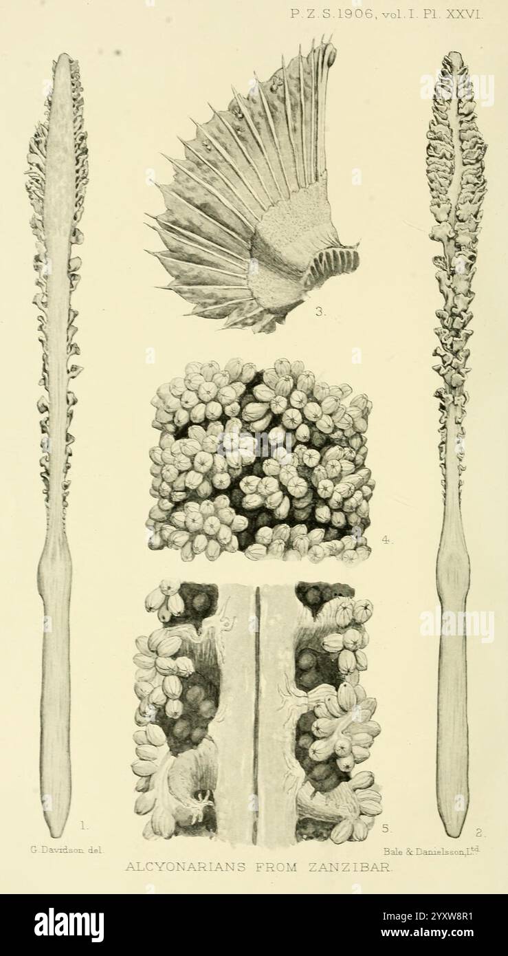 Detailed depictions of coral polyps hi-res stock photography and images ...