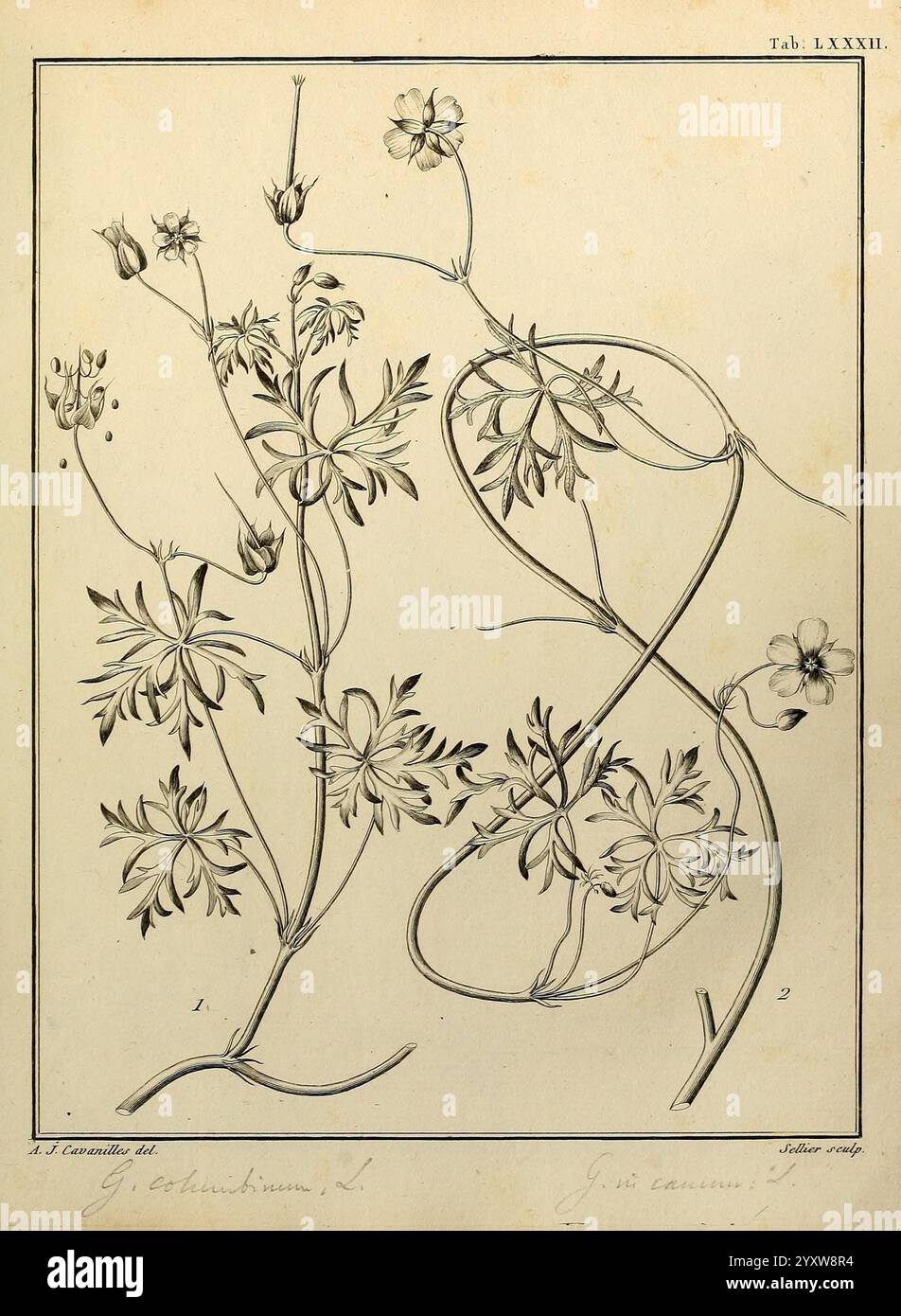 Sprawling tendrils hi-res stock photography and images - Alamy