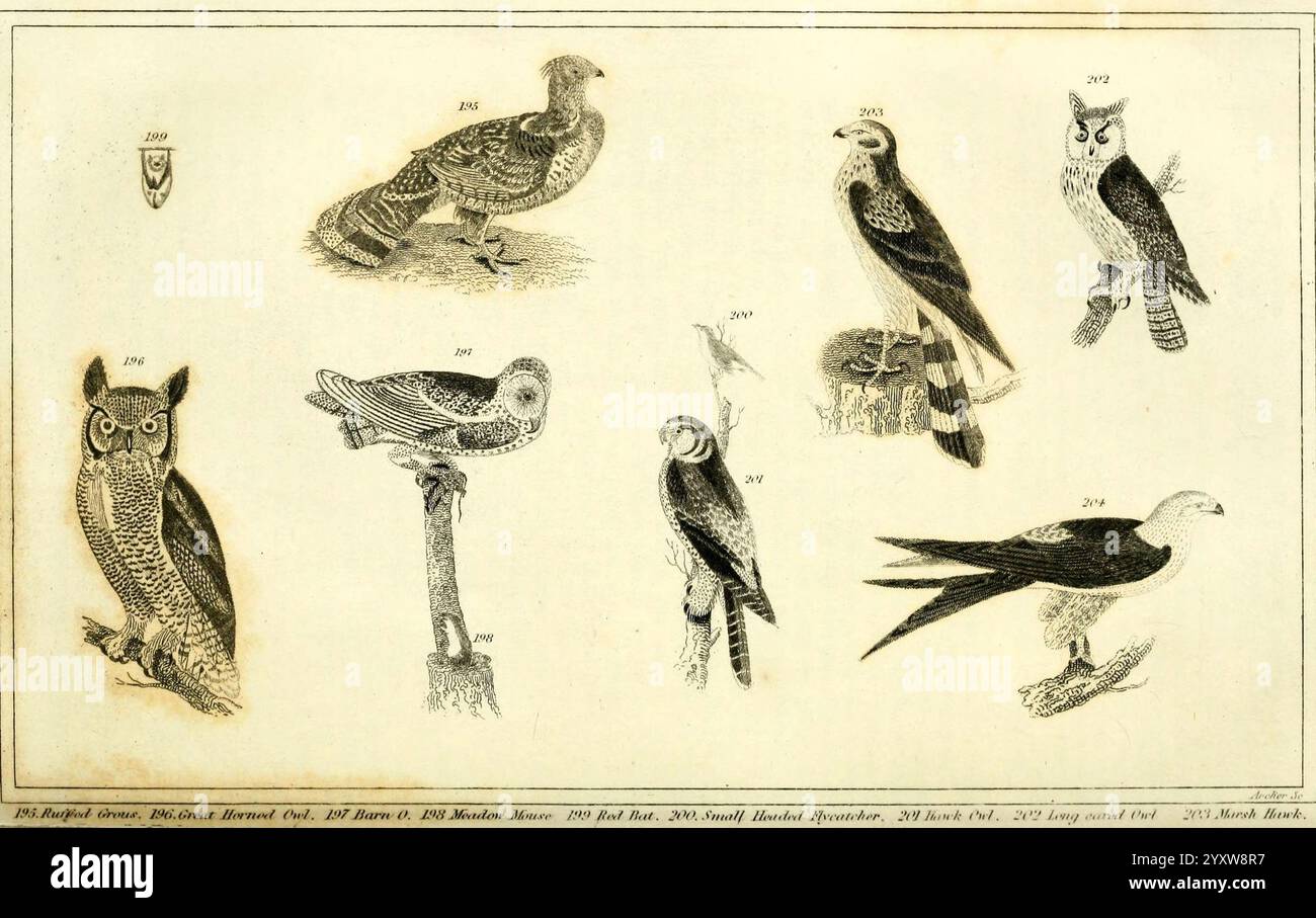 Another sleek bird hi-res stock photography and images - Alamy