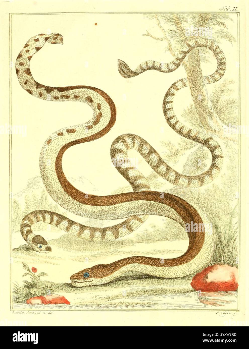 Snake displays distinct markings hi-res stock photography and images ...