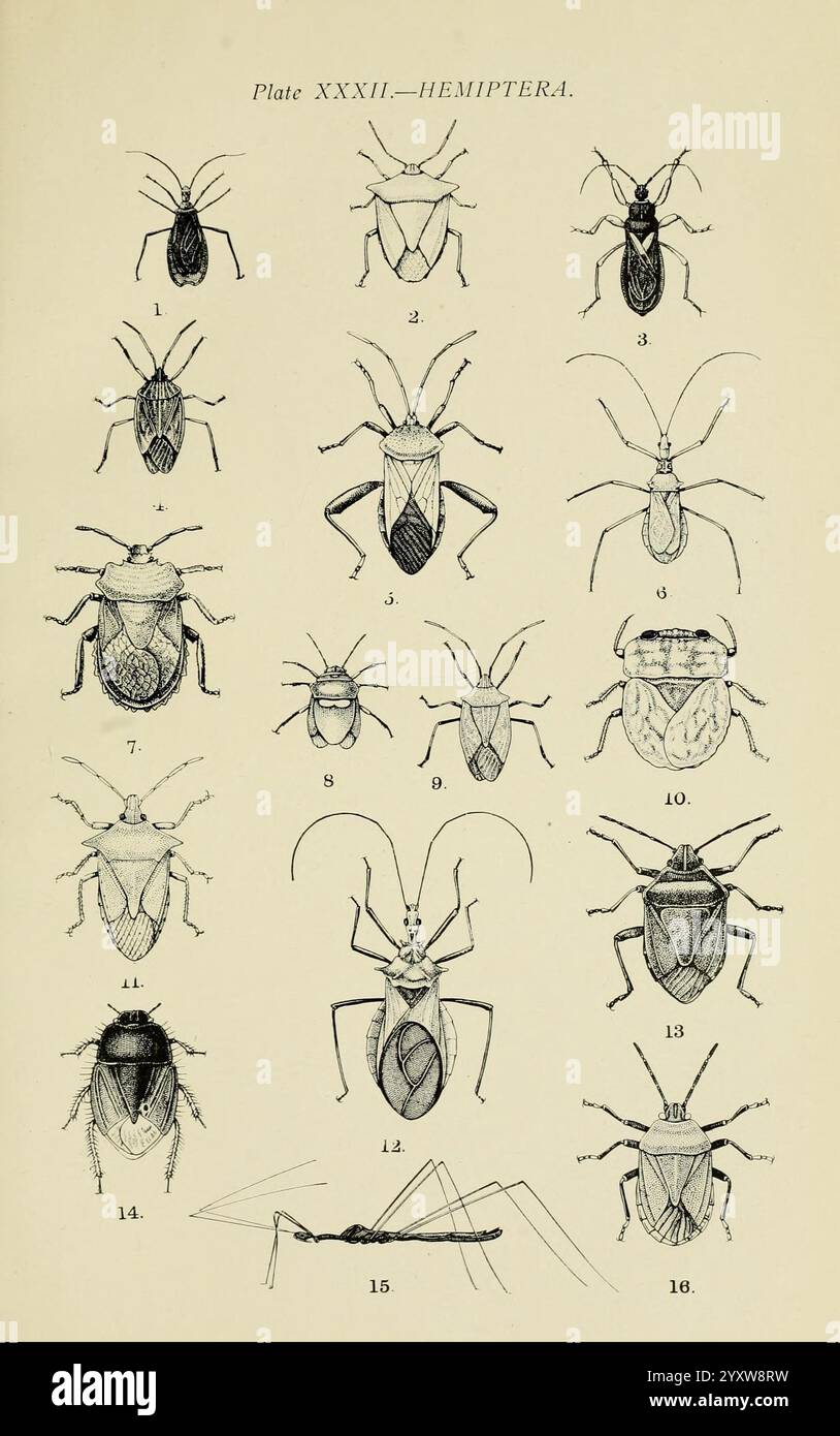 Gardena brevicollis gardena brevicollis cuspicona forticornis po hi-res ...