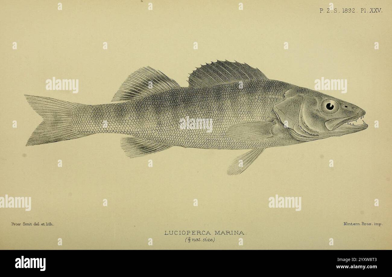 Proceedings of the Zoological Society of London, London, Academic Press ...