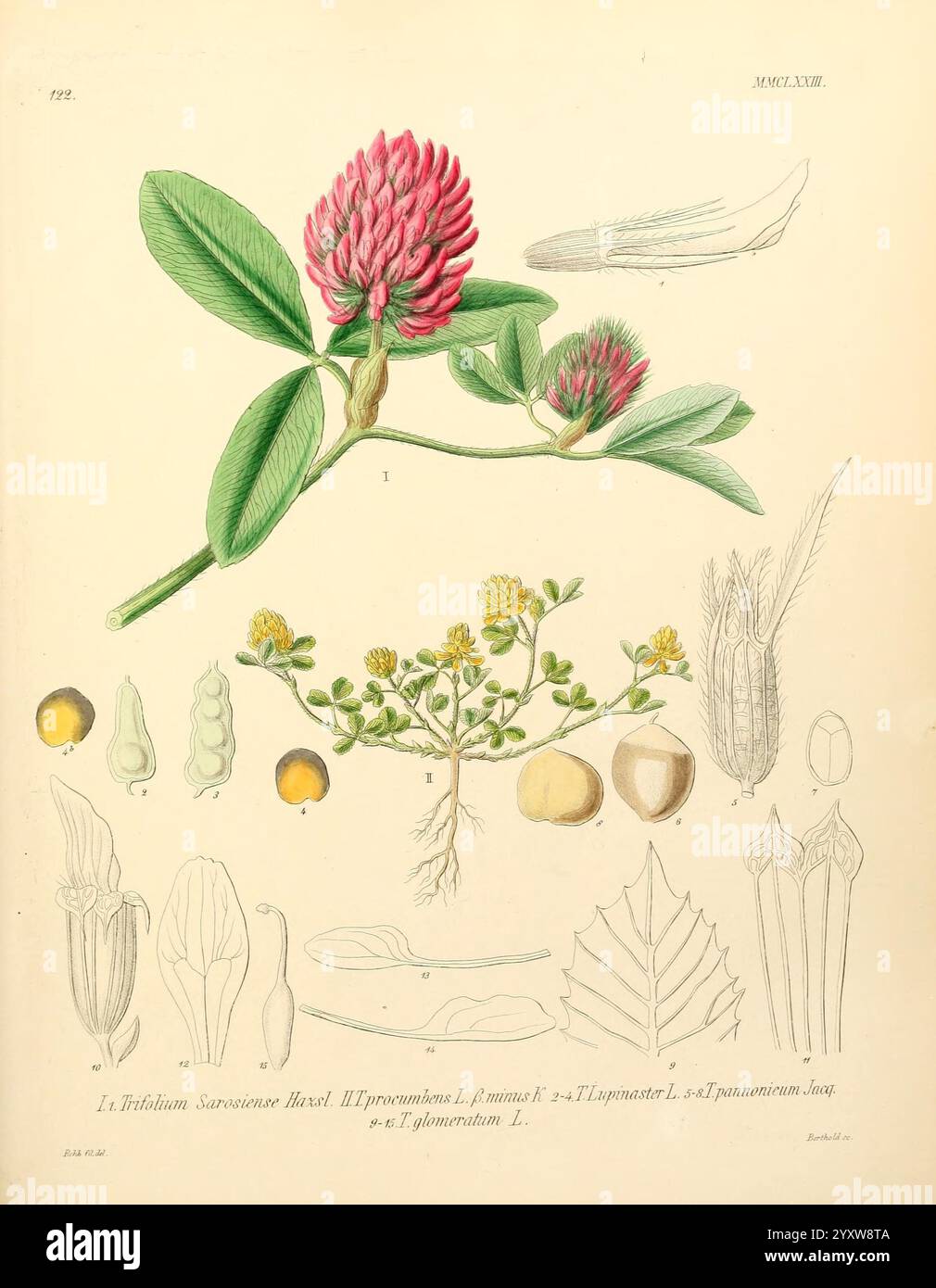 Various botanical depictions labeled hi-res stock photography and ...