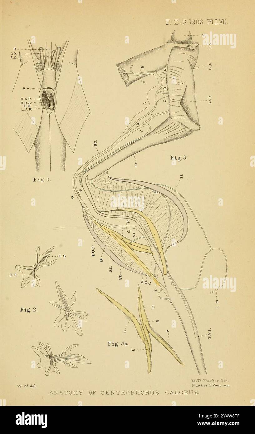 Features several labeled diagrams hi-res stock photography and images ...