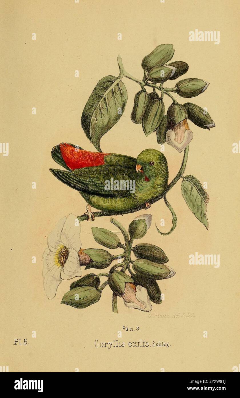 Die Papageien, Leiden, Brill, 1867-1868, parrots, nomenclature, Otto ...