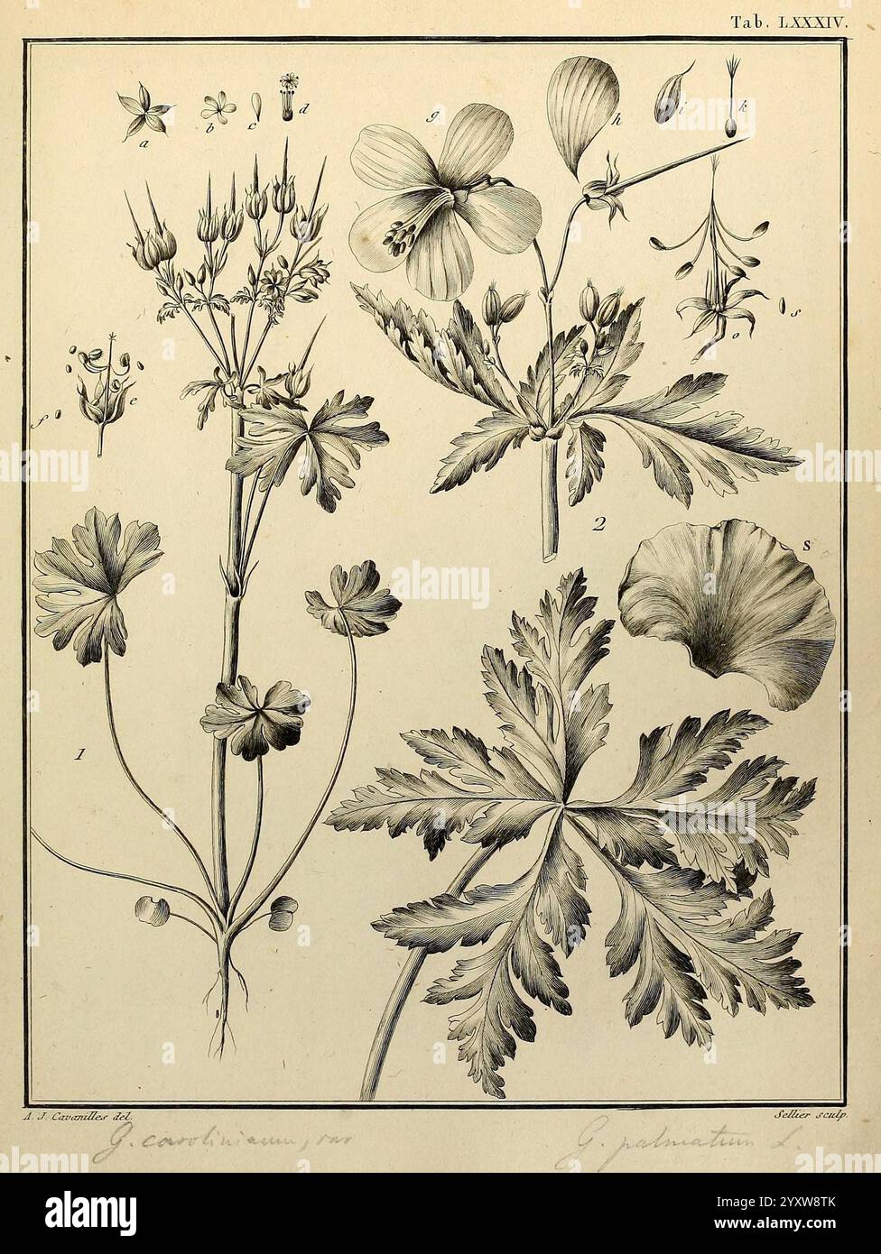 Delicate plant specimen labeled hi-res stock photography and images - Alamy
