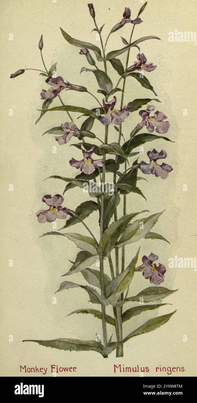 American wild flowers new york putnam 1912 flowers mimulus ringe hi-res ...