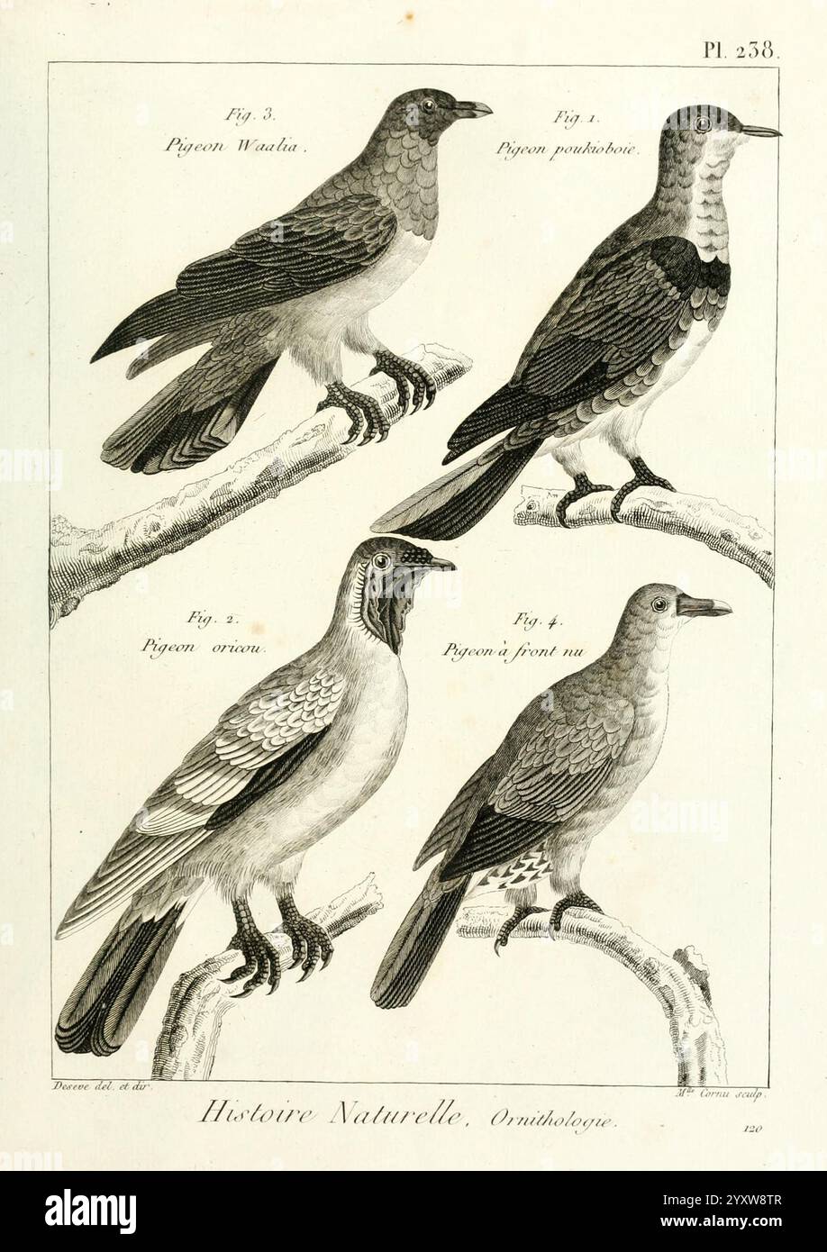 Pigeon vanellus hi-res stock photography and images - Alamy