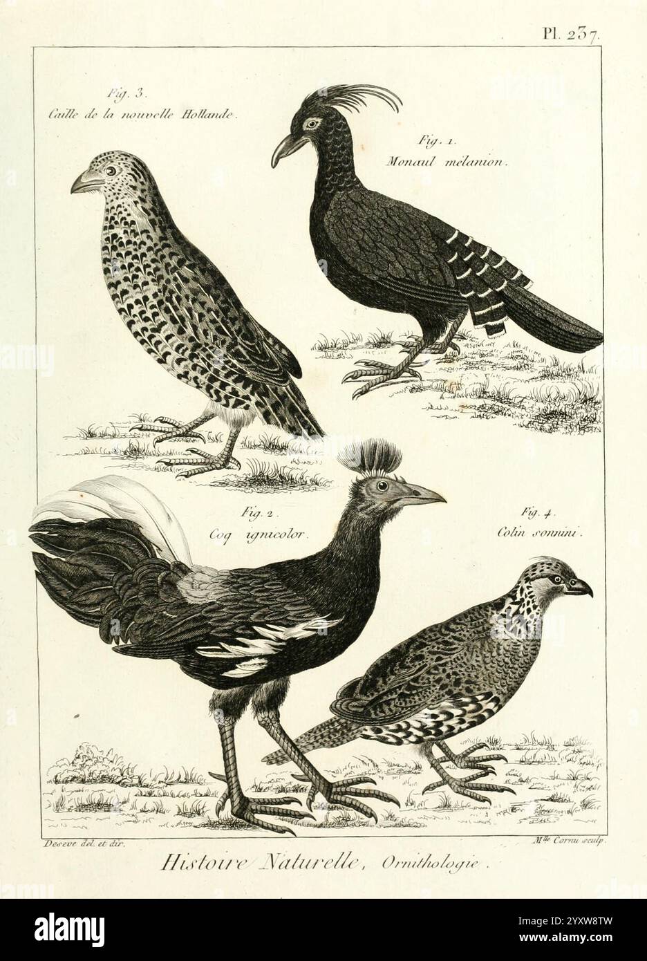 Bottom right bird exhibits hi-res stock photography and images - Alamy