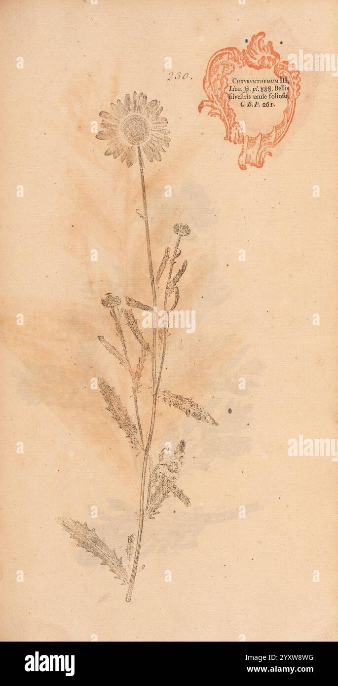 Flora Berolinensis, Berlin, Die Schule, 1757-1758, Chrysanthemum ...