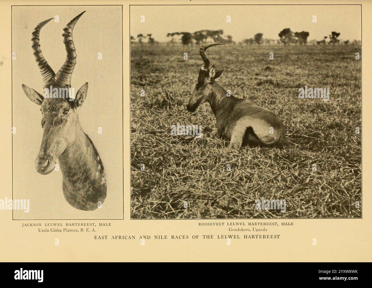 Prominent facial features hi-res stock photography and images - Alamy