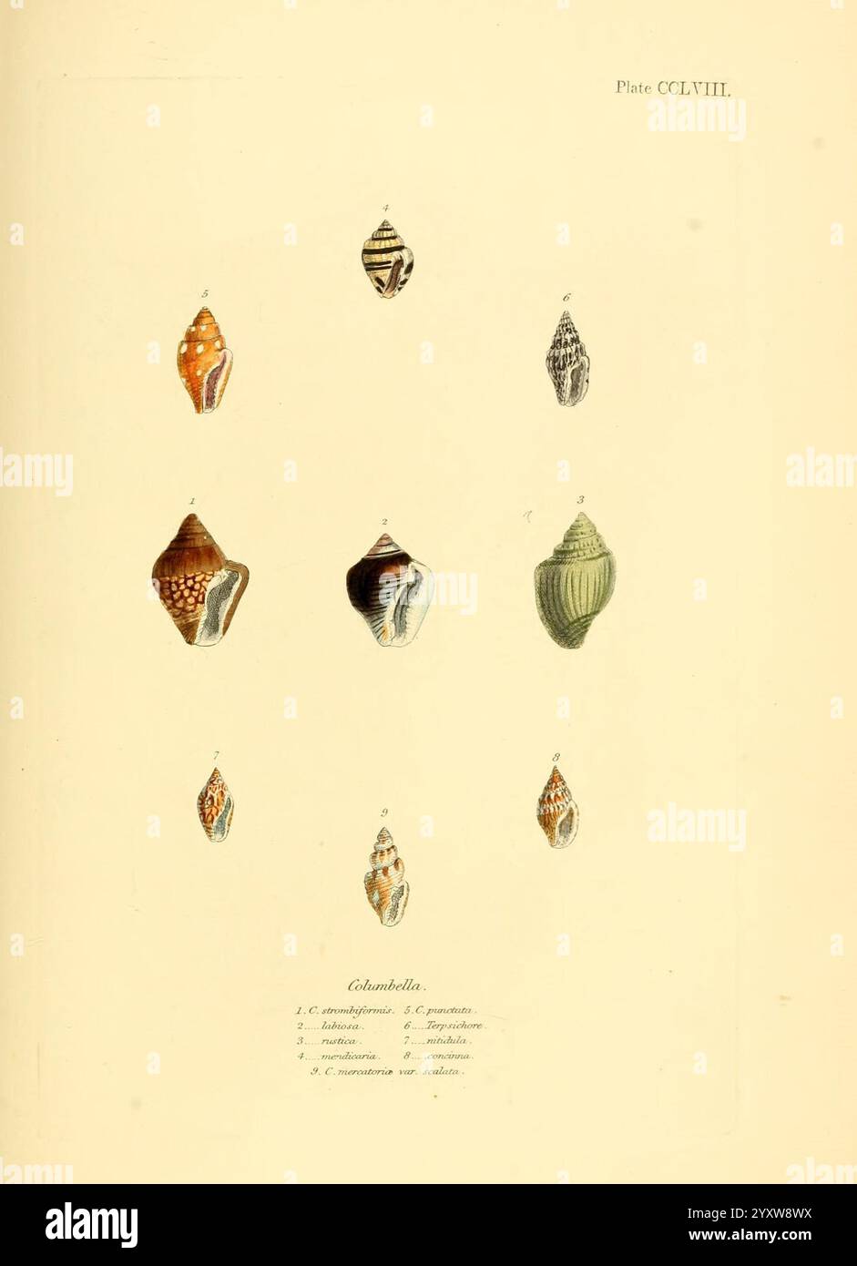 Conchologia systematica, Complete system of conchology, London, Longman ...