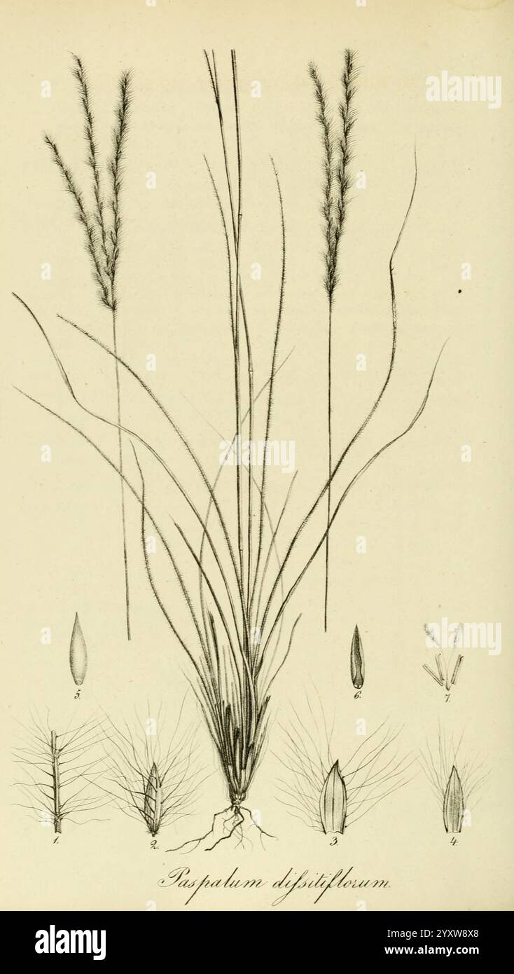 Species Graminum, Petropoli, Impensis Academiae Imperialis Scientiarum ...