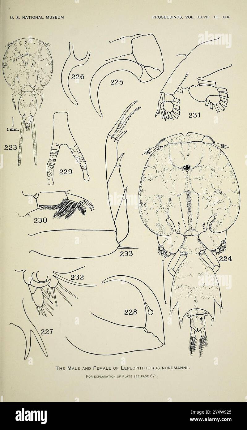 North American, parasitic, copepods, belonging to the family, Caligidae ...