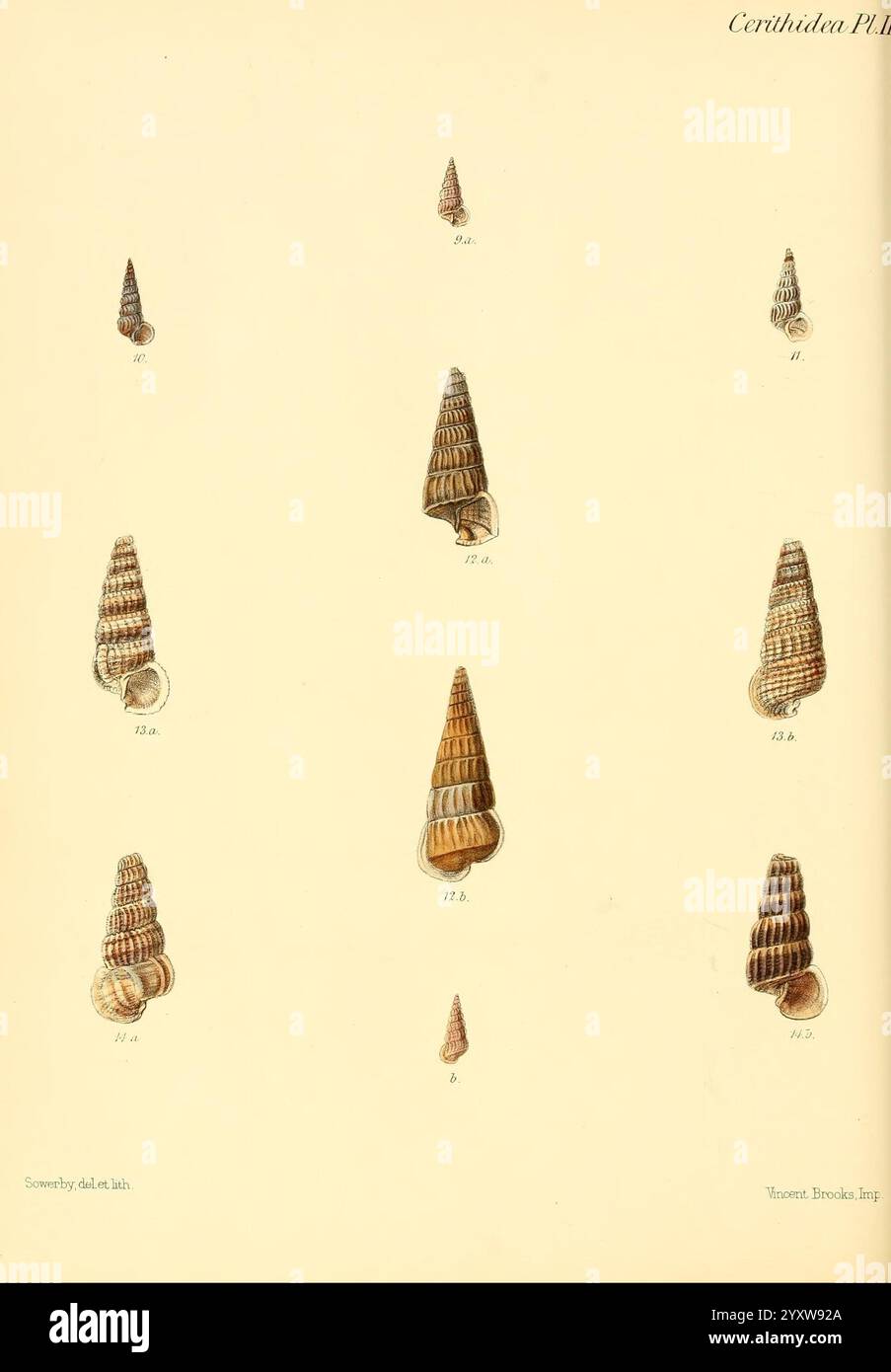 Conchologia Iconica, or Illustrations of the Shells of Molluscous ...