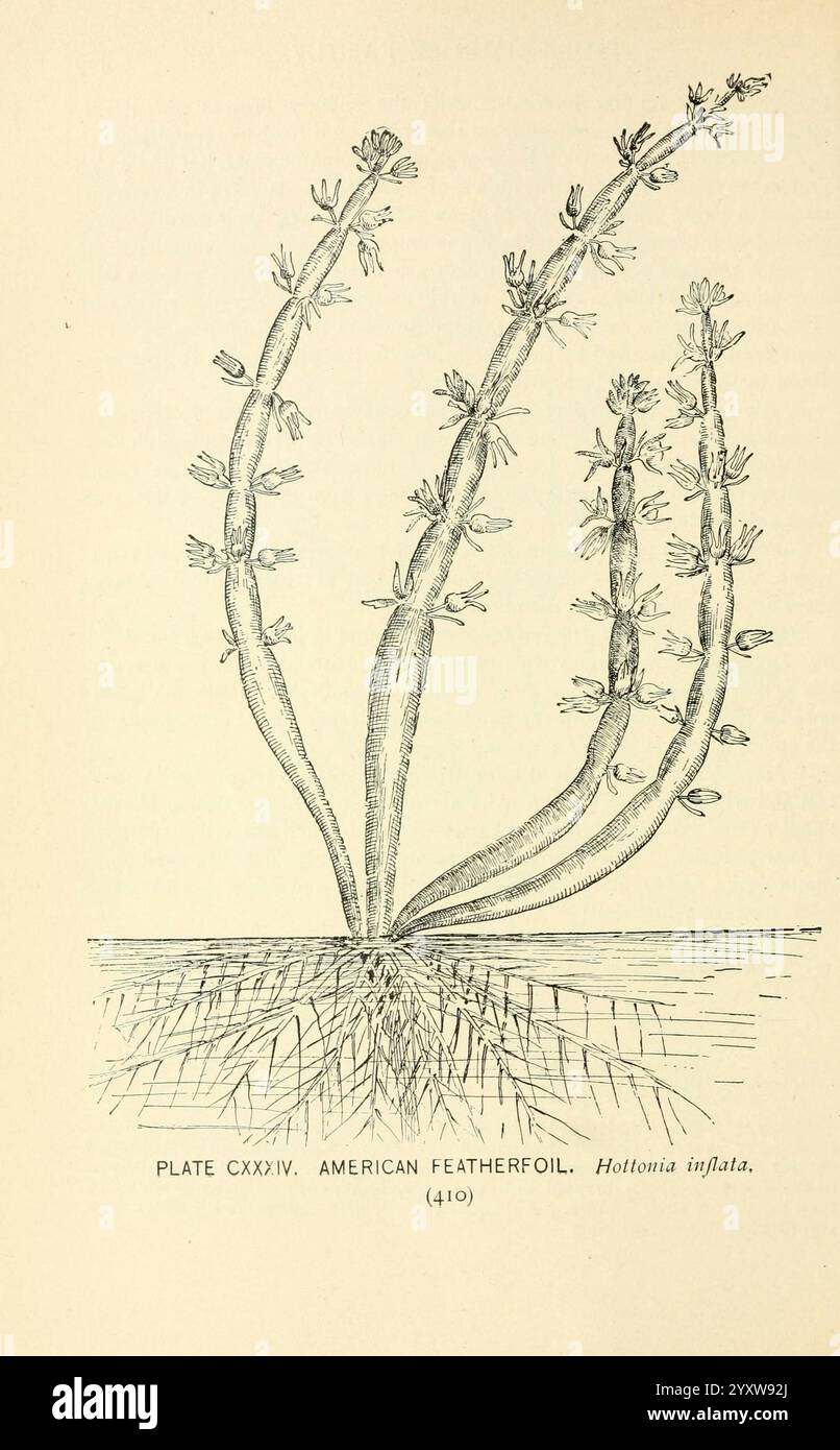 Submerged root system hi-res stock photography and images - Alamy