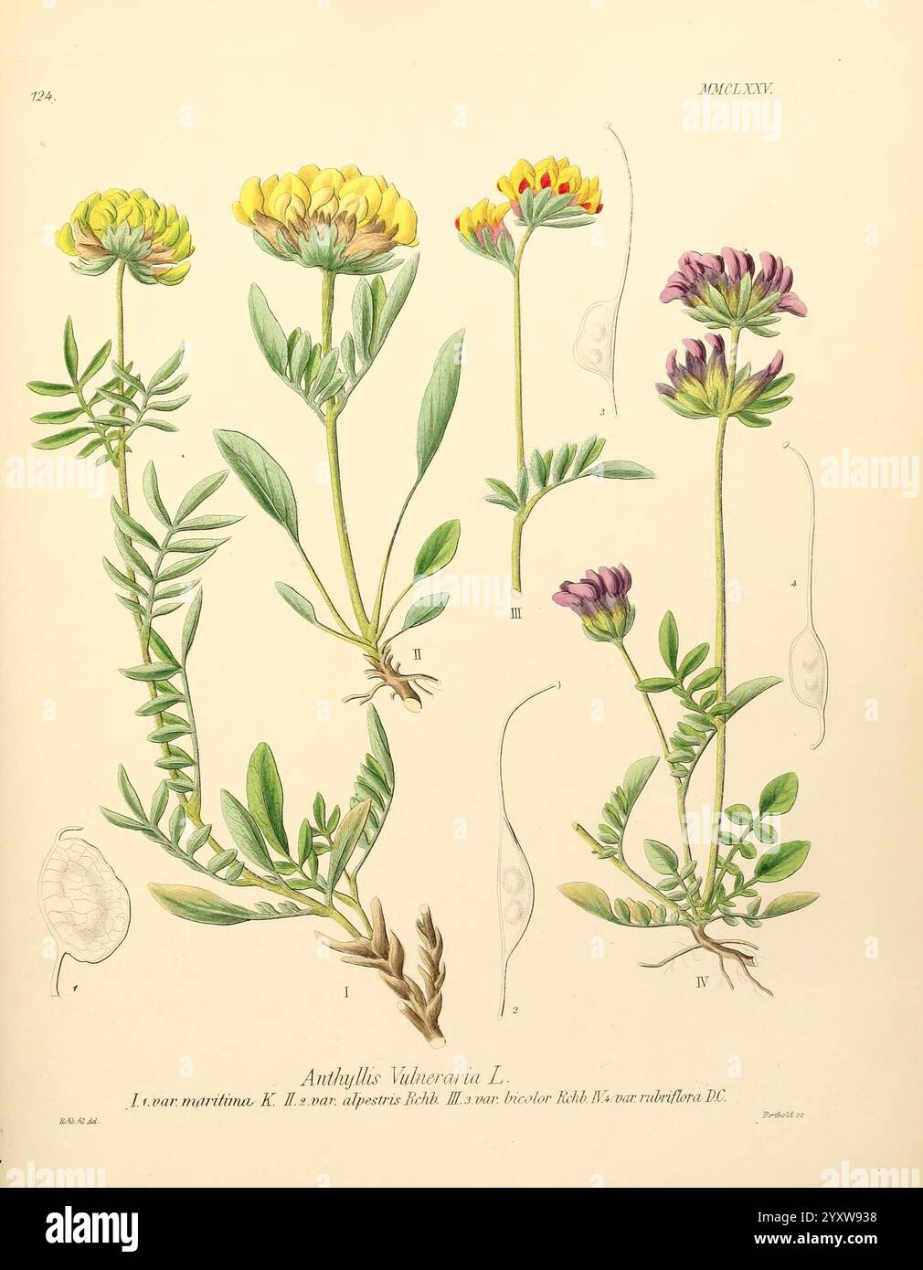 Displaying unique floral characteristics hi-res stock photography and ...