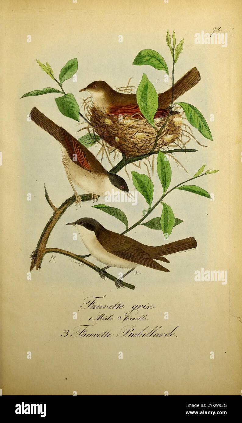 Artwork features three distinct birds prominently displayed hi-res ...