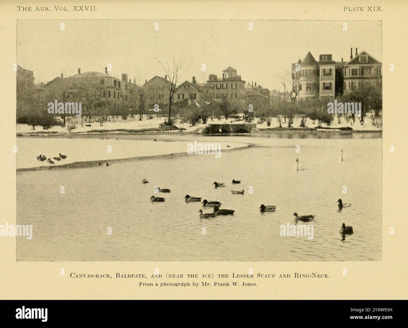 Serene lakeside view showcasing ducks hi-res stock photography and ...
