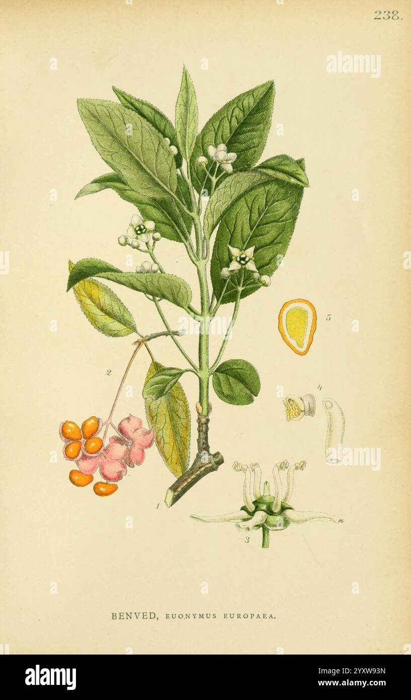 Benved plant hi-res stock photography and images - Alamy