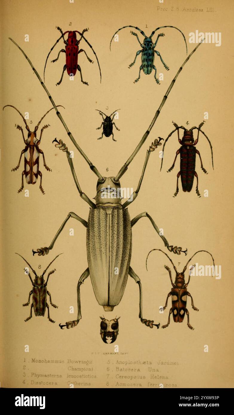 Coleopteran species hi-res stock photography and images - Alamy