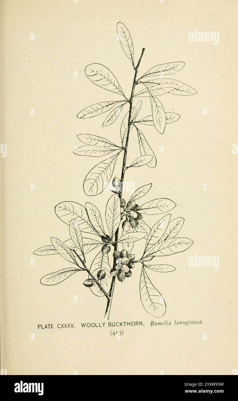 Southern, wild, flowers, and, trees, New York, Stokes, [1901], botany ...