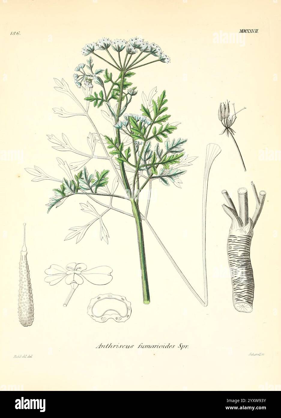 Featuring finely divided hi-res stock photography and images - Alamy