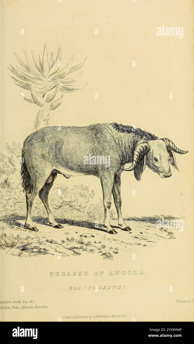 Animals distinctive features include hi-res stock photography and ...