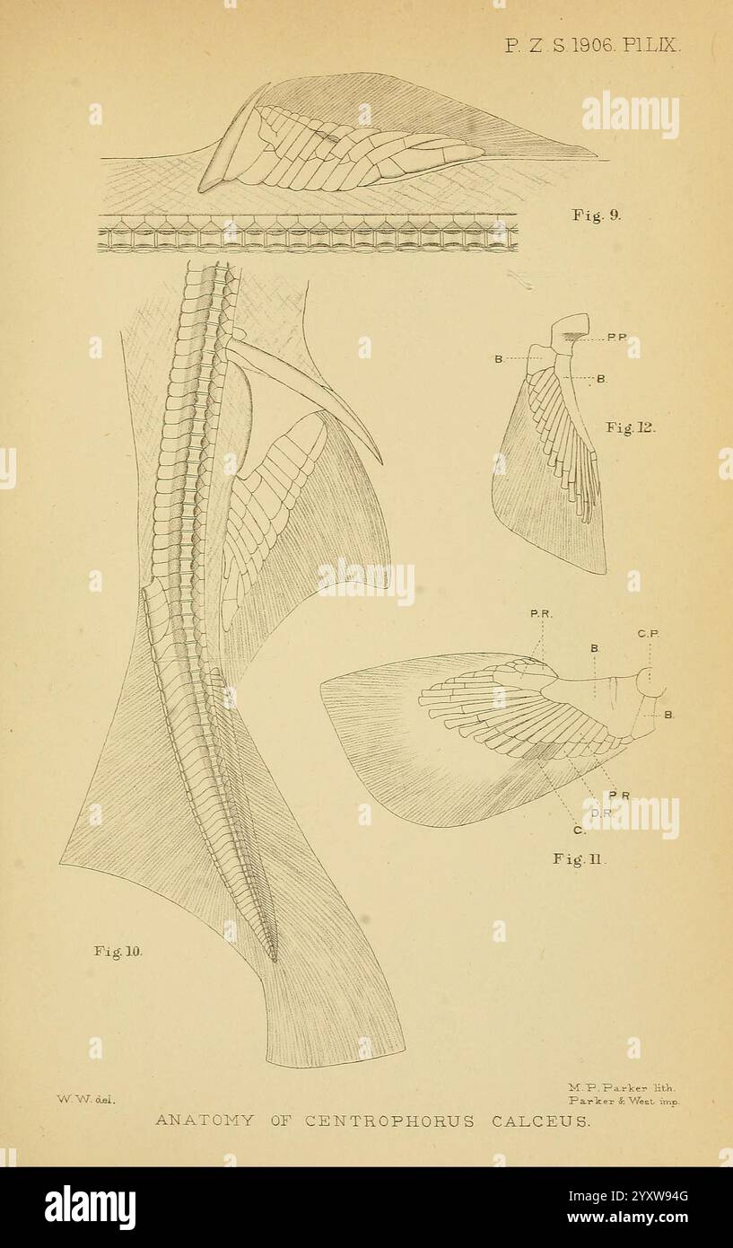 Sharks morphology hi-res stock photography and images - Alamy